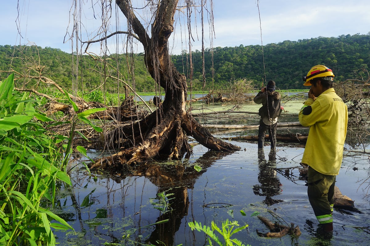 Cultivar y conservar: las lecciones tras las cenizas en las zonas más ...