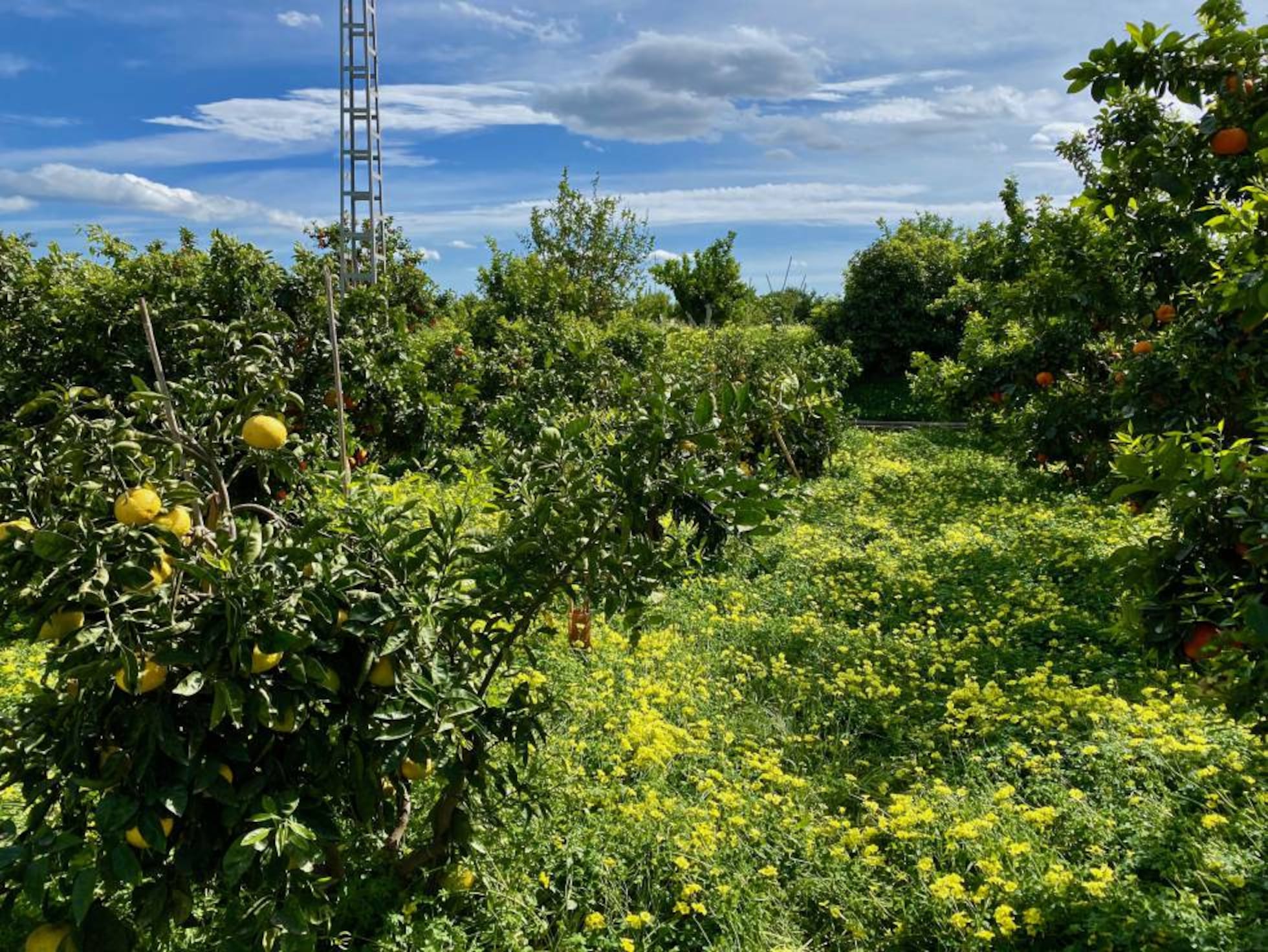 Los cítricos de Vicente Todolí, un viaje entre la botánica y la cocina ...