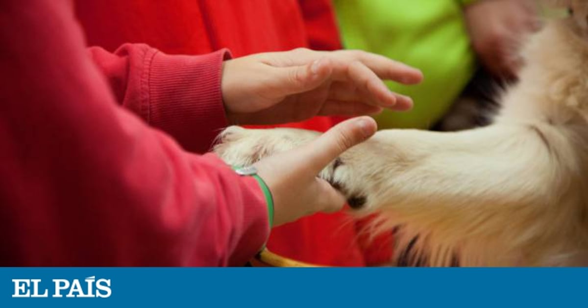 Bullying: Terapia con perros para prevenir el acoso escolar | Mamas ...
