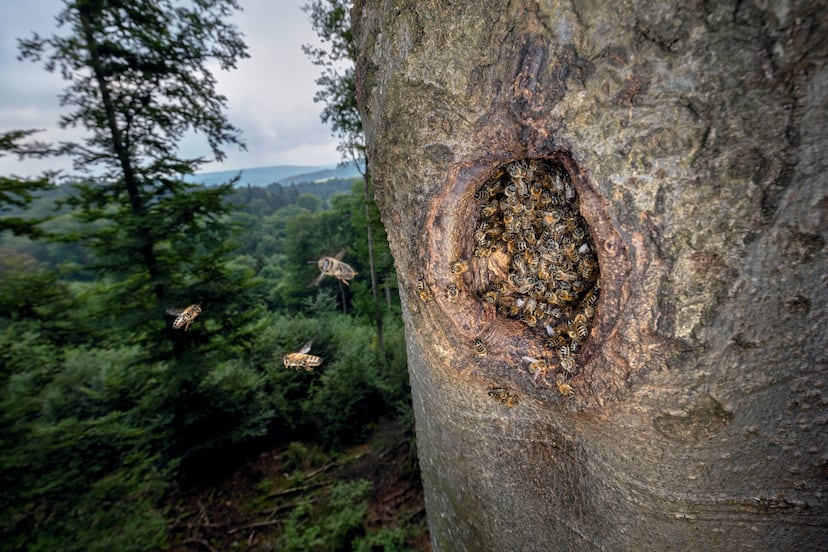 What wild honey bees in the forest can teach us | Science | EL PAÍS English