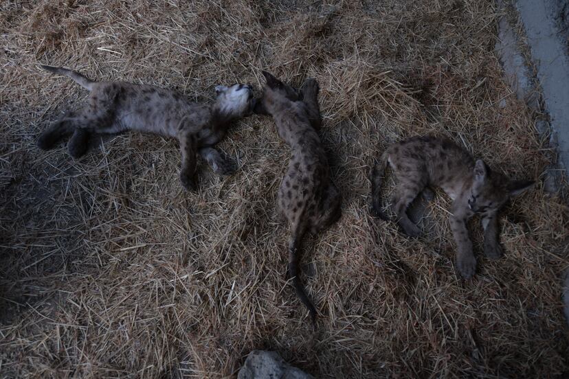 Los Pumas de la UNAM rescatan a tres felinos, su animal emblema, para ...
