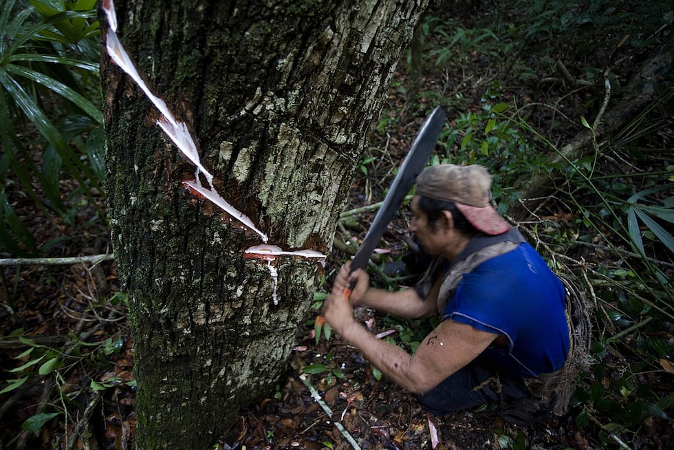Voyage to the Mexican origins of chewing gum | Culture | EL PAÍS English
