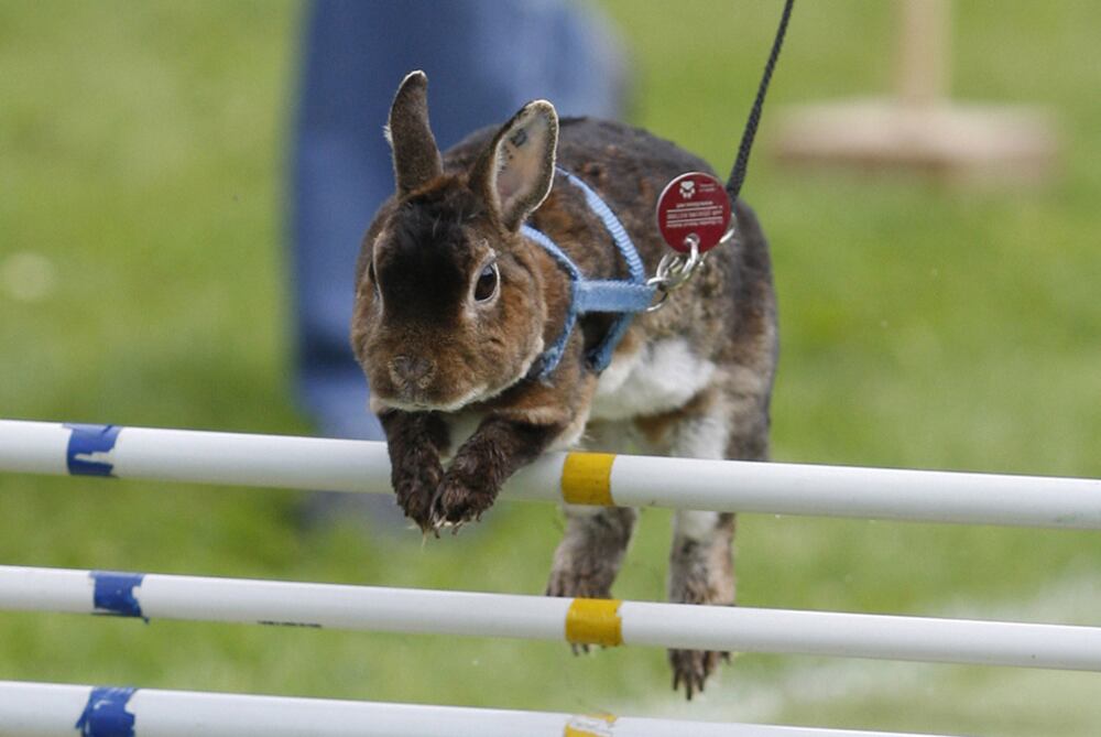 ¿Es legal convivir con una iguana, una tarántula o un conejo? Guía sobre las mascotas peligrosas ...