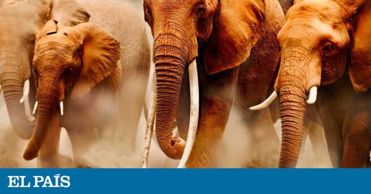Un elefante vivo vale más que 75 muertos | Ciencia | EL PAÍS
