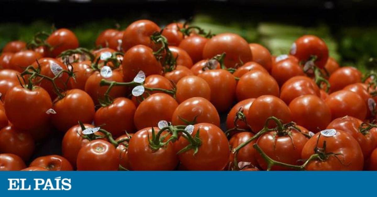 Nuevas vías para comer tomates | Economía | EL PAÍS