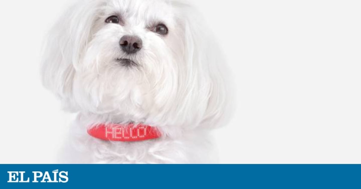 Mi perro tiene wifi y me dice lo que piensa | Talento Digital | EL PAÍS