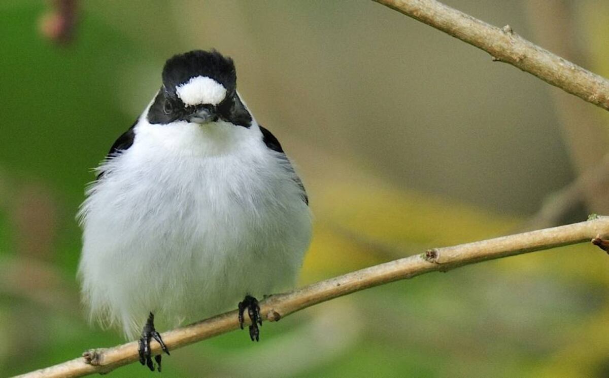 El cambio climático está menguando los adornos sexuales de este ...