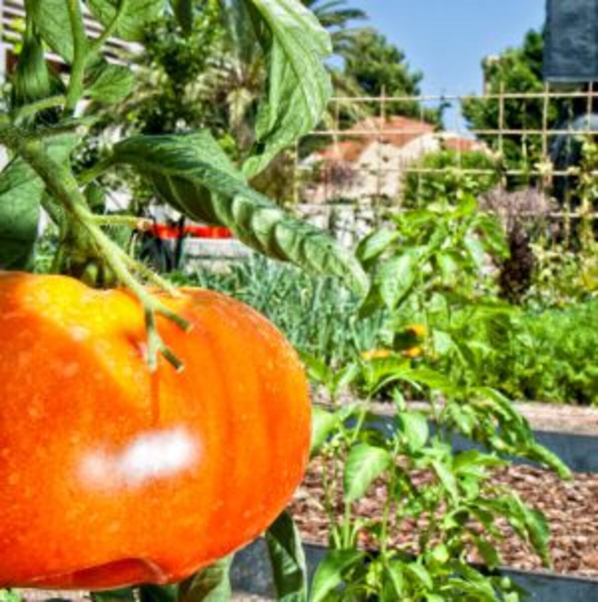 Tomates preparados para la sequía | Noticias de la Comunidad Valenciana ...
