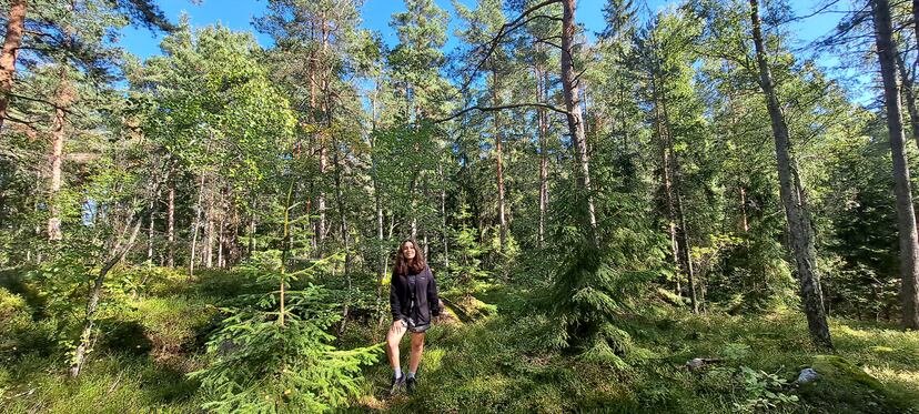 How does war affect nature? Syria has lost 20% of its forests in 10 ...
