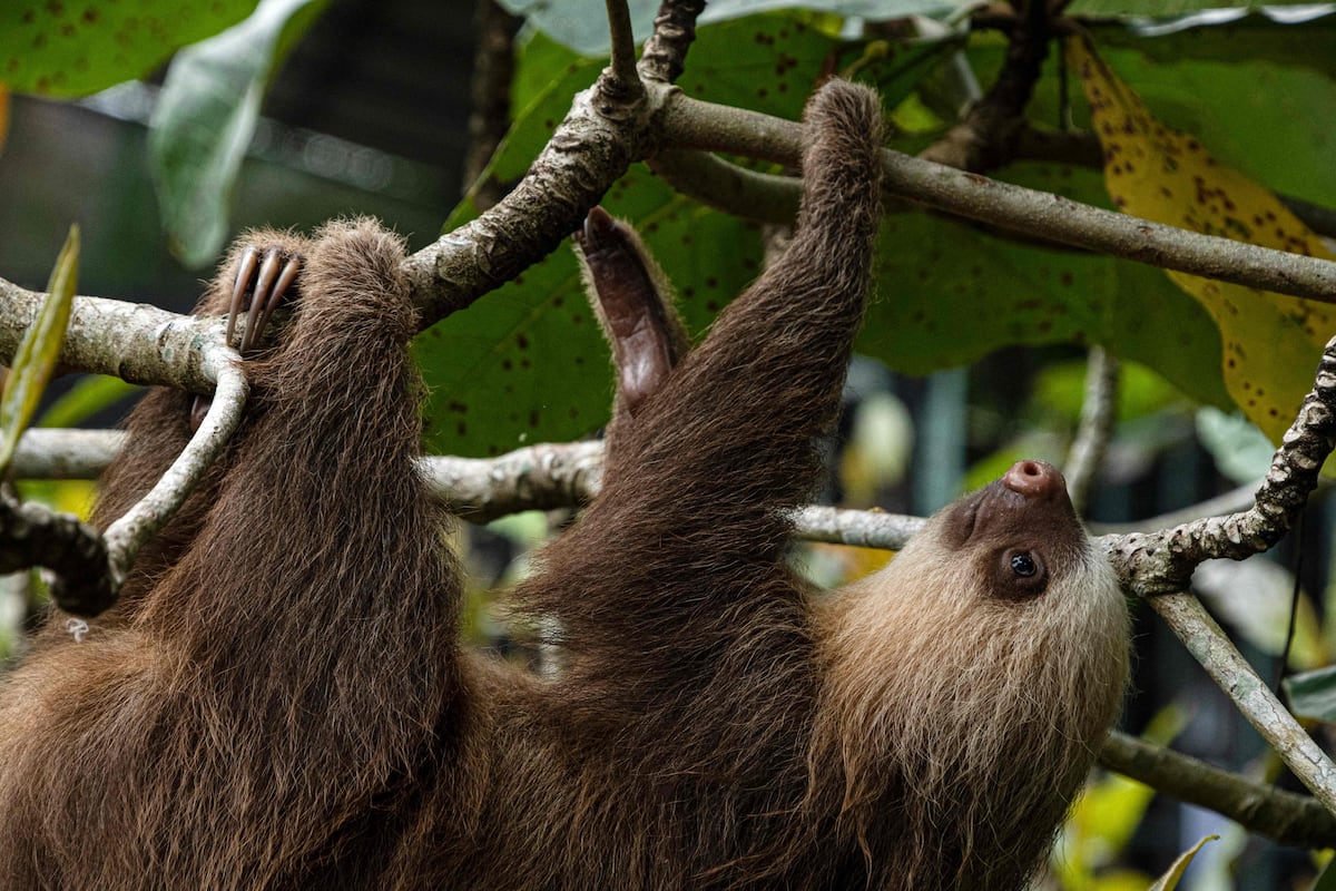 Costa Rica researchers discover potential for human antibiotic ...