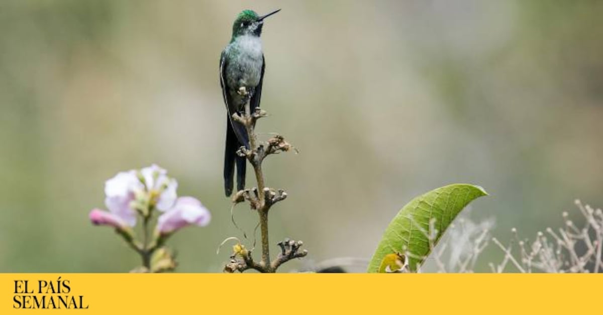 El penúltimo vuelo del colibrí | EL PAÍS Semanal | EL PAÍS