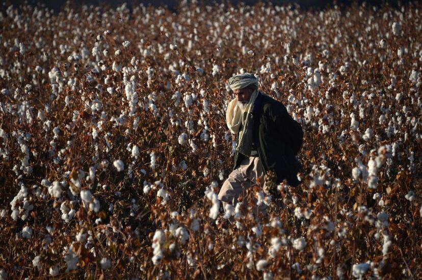 Modern cotton slaves in 18 countries work for large textile companies ...