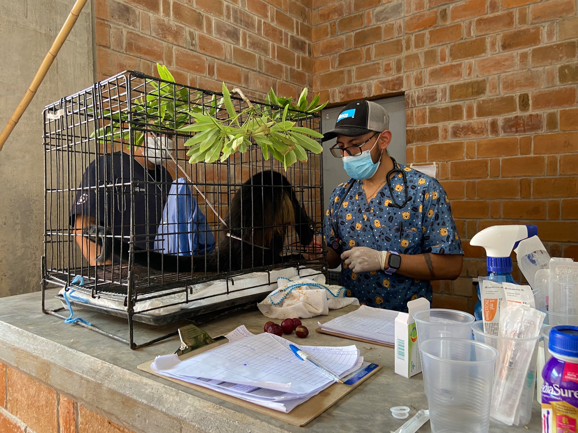 La misión de salvar al mono aullador en México: 165 han muerto en 20 ...