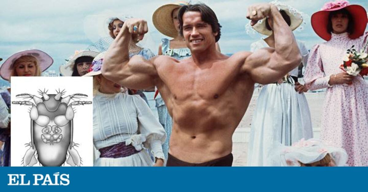 La pequeña ‘mosca Schwarzenegger’ saca músculo | Mundo animal | EL PAÍS