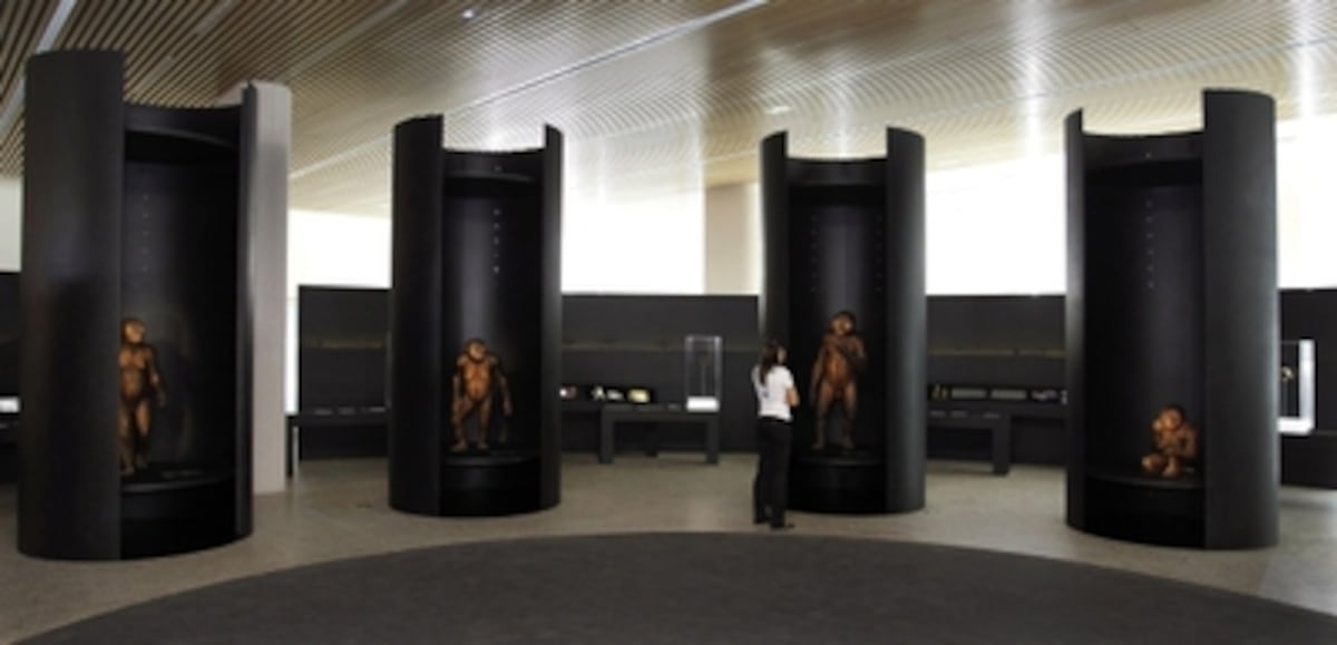 ¿Por qué el bipedismo no ha aparecido más veces en la evolución? | Las ...