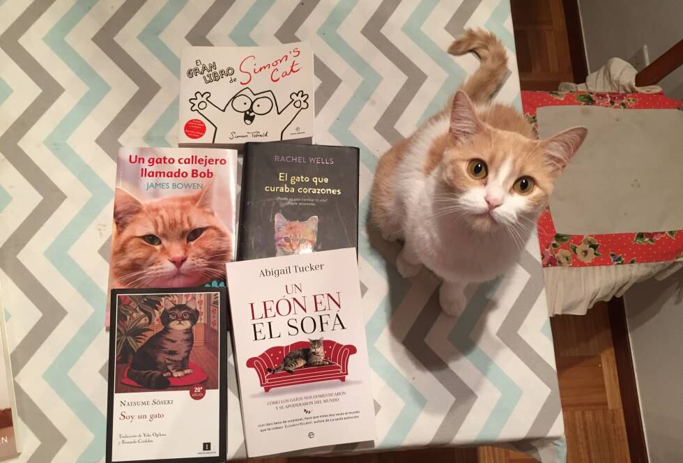 La lista de libros (de gatos) de este verano | Animales y CIA | EL PAÍS