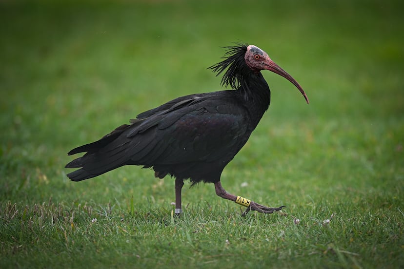 Matan de un disparo a uno de los ibis que llegaron a España guiados por ...
