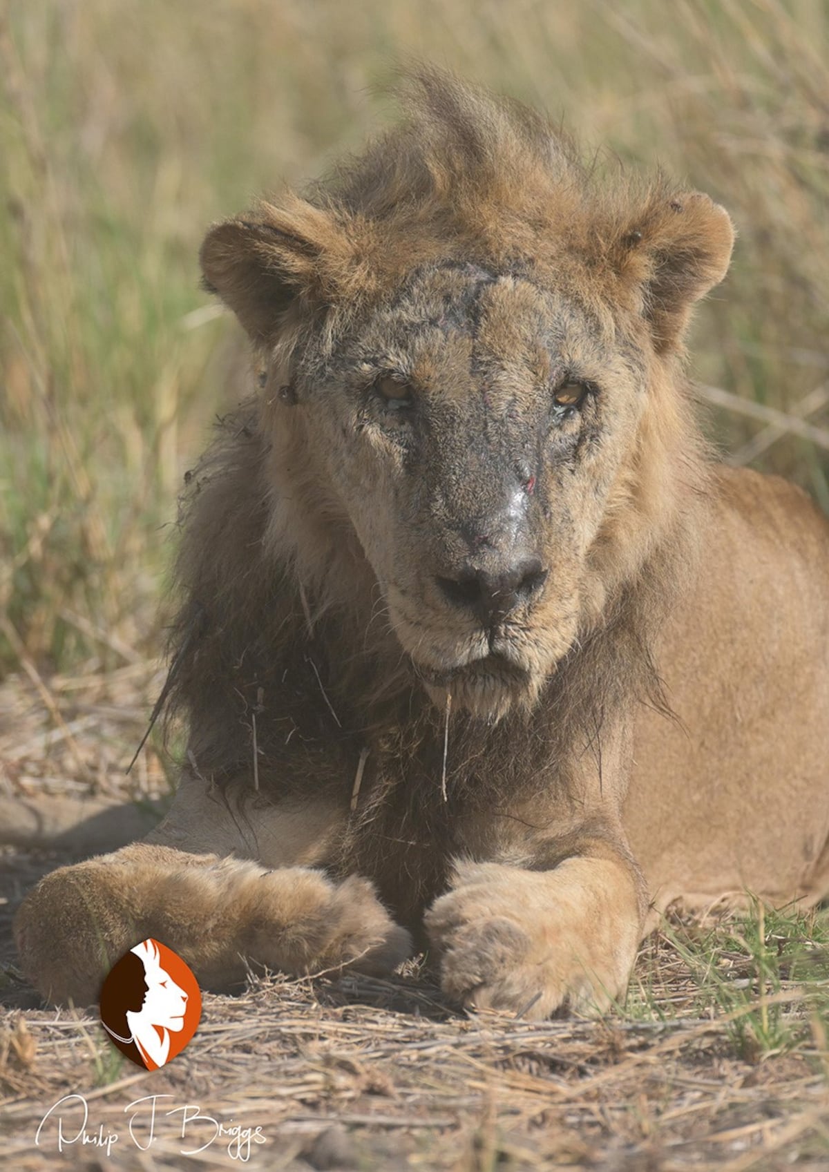 Un grupo de pastores kenianos mata a ‘Loonkito’, uno de los leones en ...