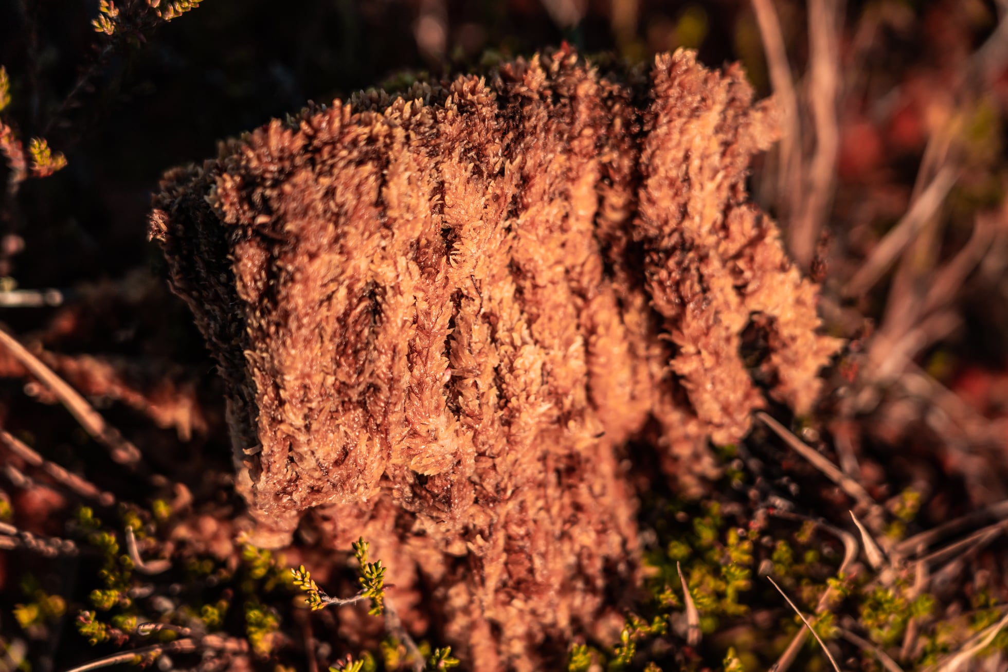 ¿Qué son las turberas de la Patagonia de Chile y por qué es importante ...