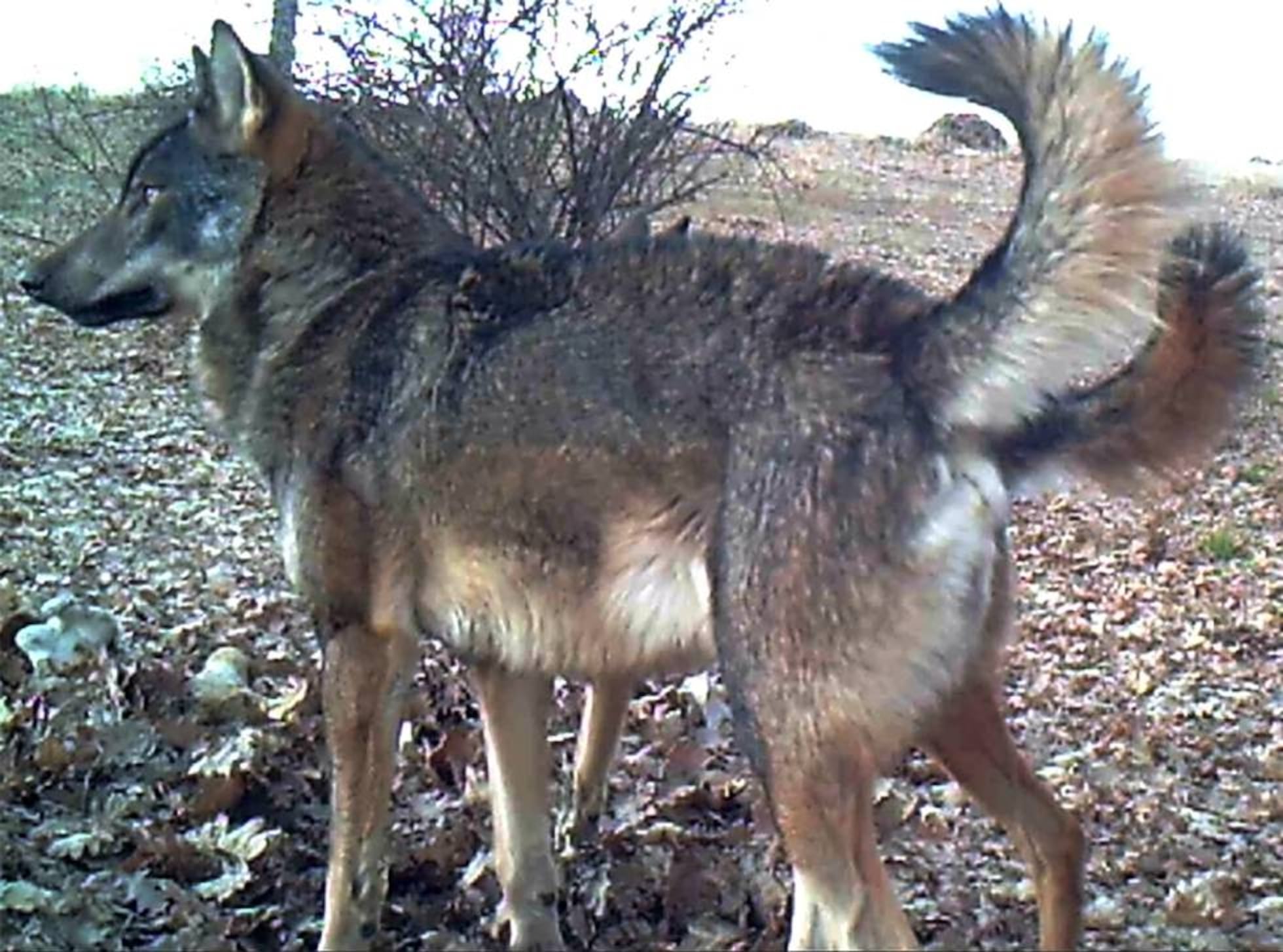 Wildlife in Spain: Loved and feared: Spain’s complicated relationship ...