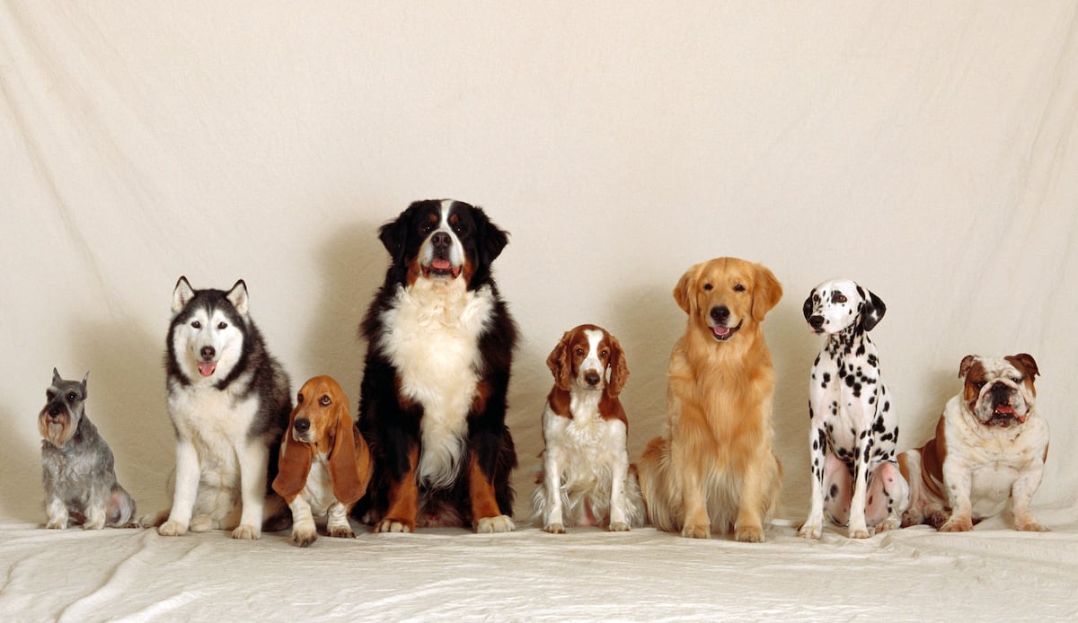 Del chihuahua al gran danés, la extrema diversidad de razas de perros ...