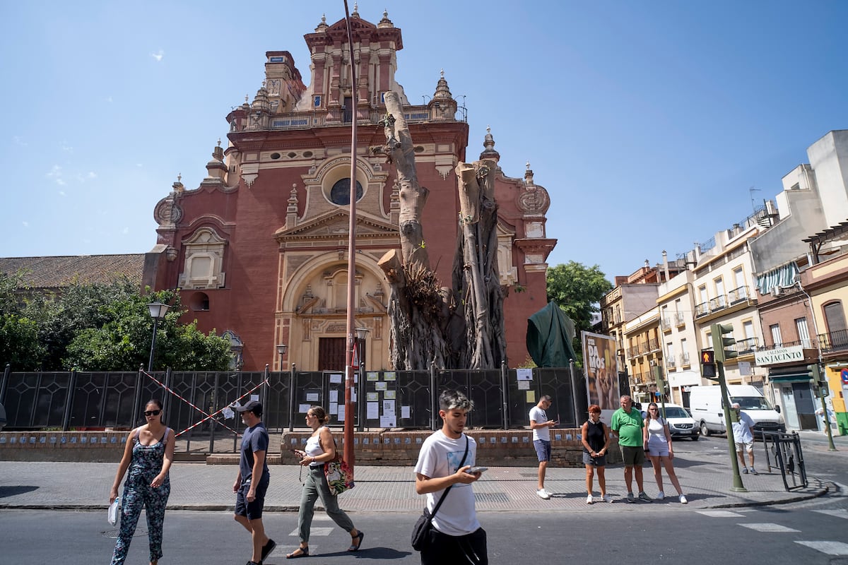 ecología urbana: La sombra de los árboles mengua en Sevilla pese al ...