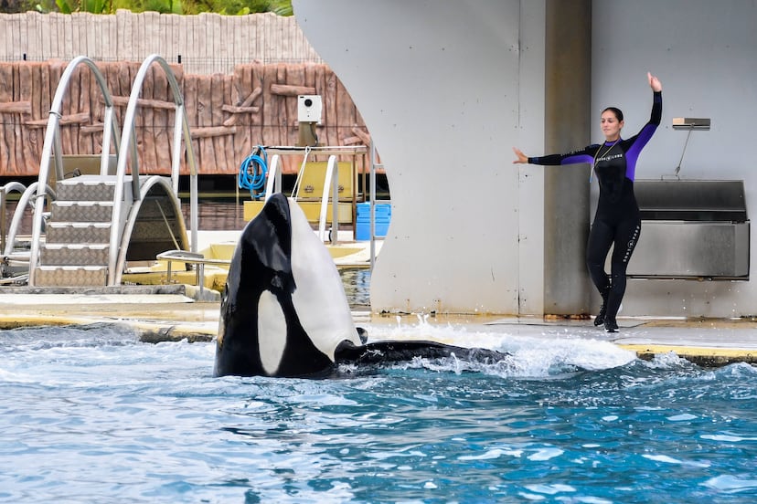 Free Wikie: What happens to captive killer whales when their parks ...