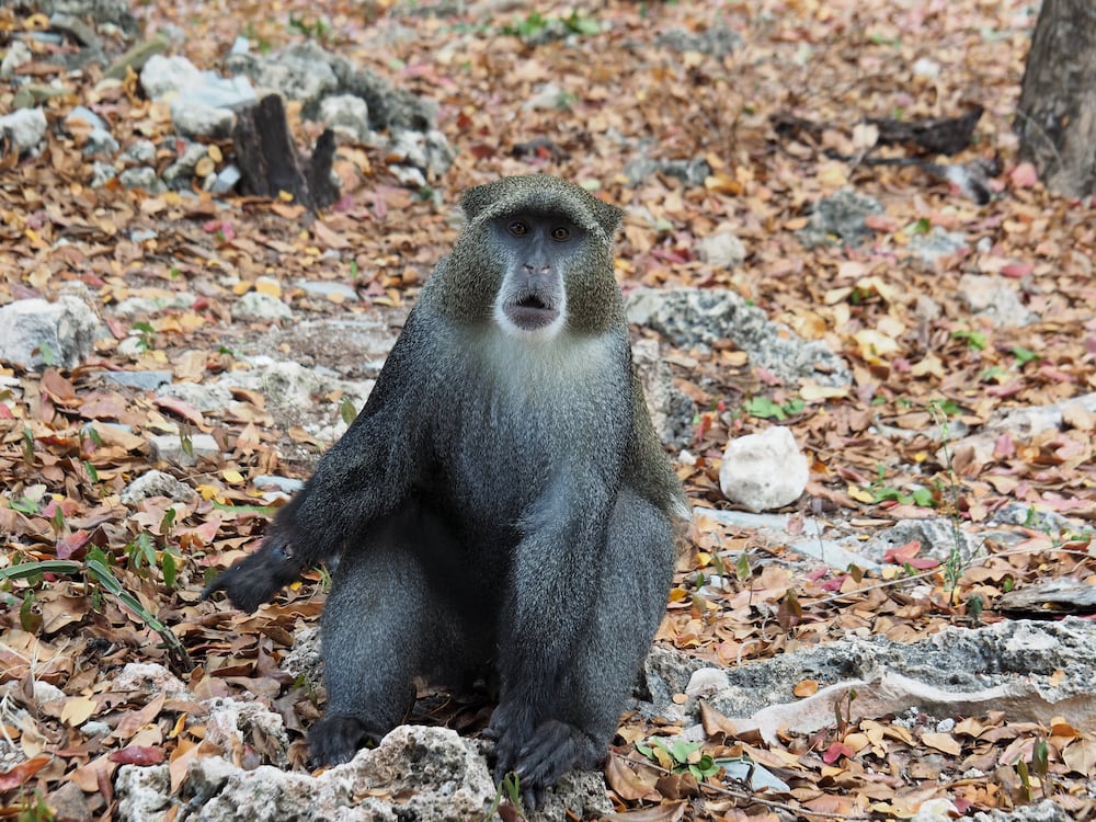 Lemurs without teeth and one-armed macaques: How disabled primates ...