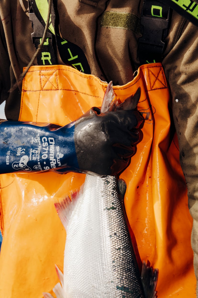 El salmón de Alaska, un tesoro bajo amenaza | EL PAÍS Semanal ...