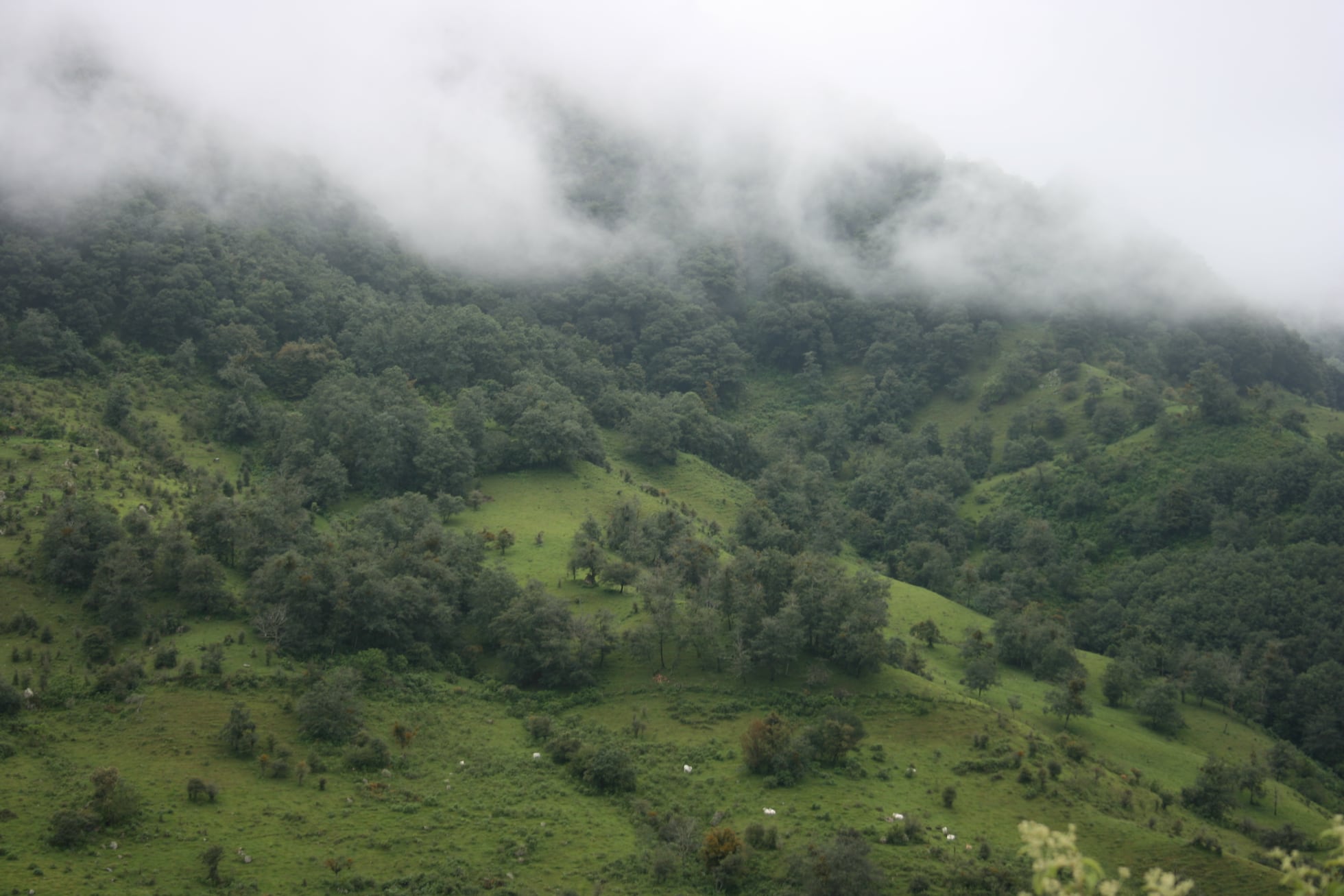 Plants in Mesoamerican cloud forests climb mountains to escape climate ...