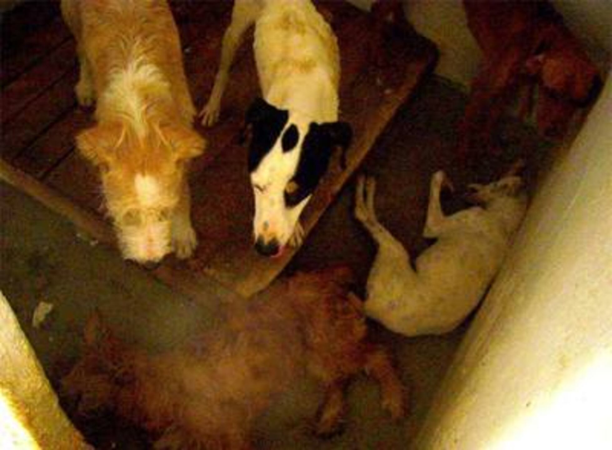 Una asociación denuncia la muerte "lenta y agónica" de 556 animales en ...