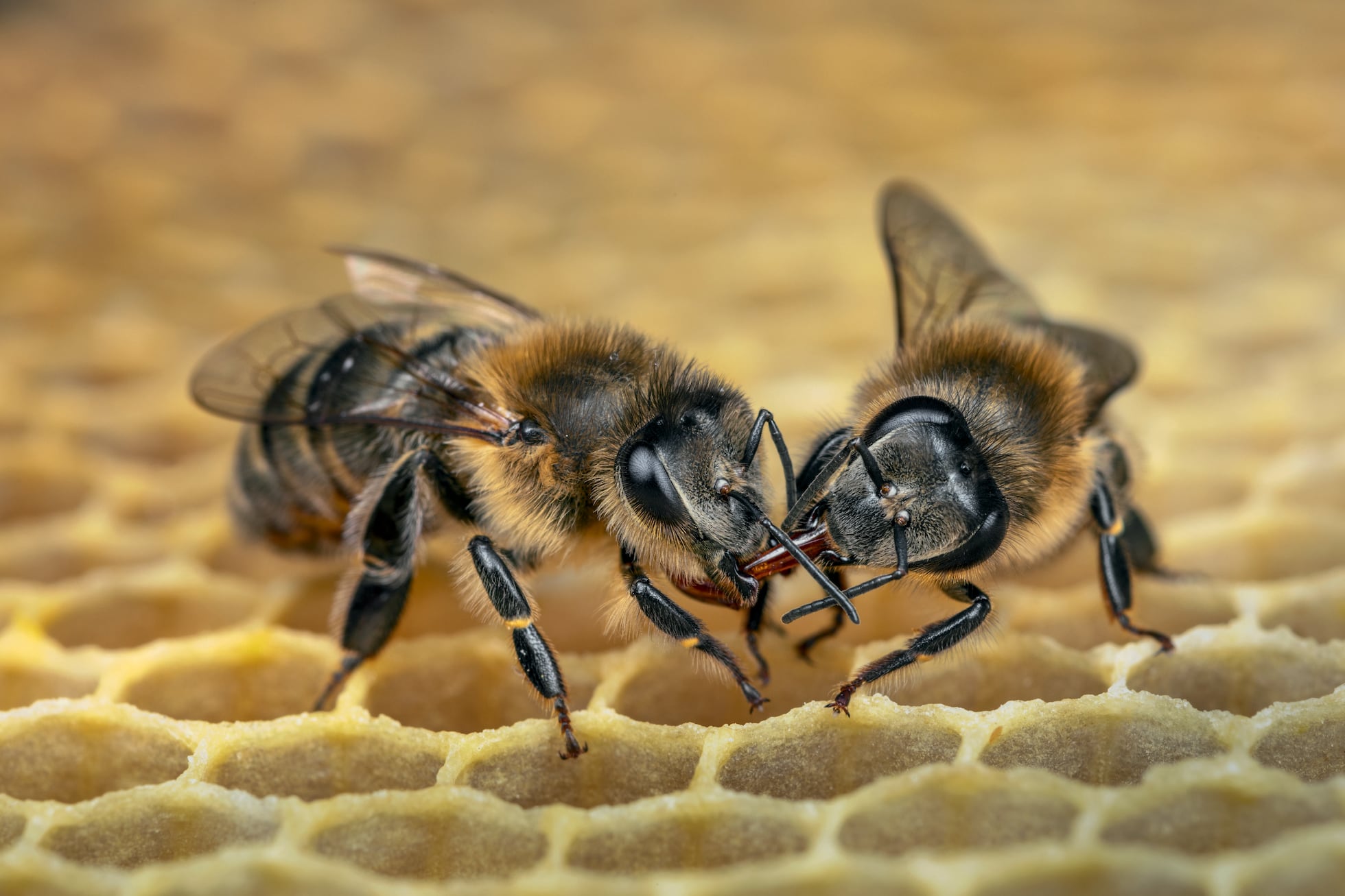 What wild honey bees in the forest can teach us | Science | EL PAÍS English