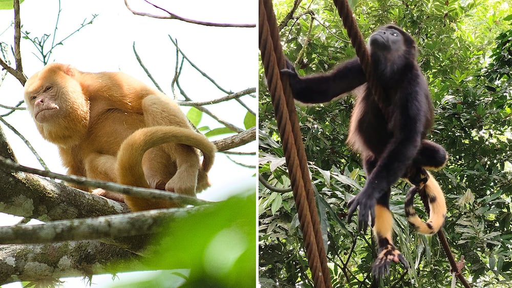 From the white Iberian lynx in Spain to the howler monkeys of Costa ...