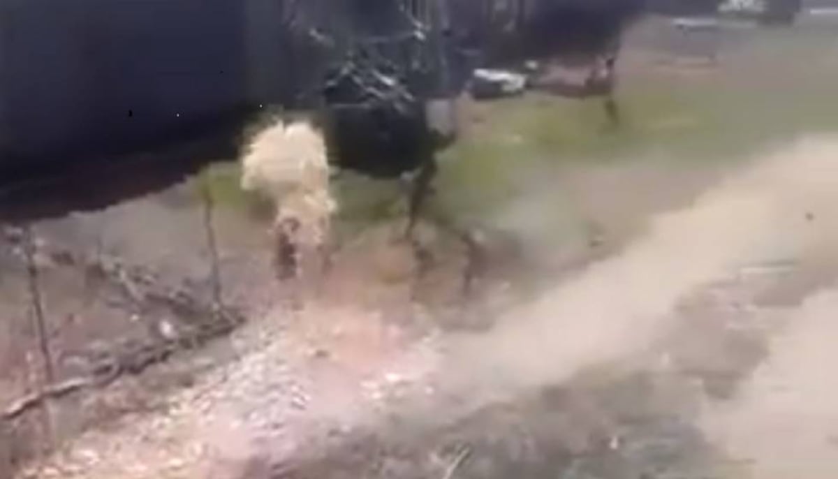 Animal rights: Spain’s animal rights party reveals new video of fox ...