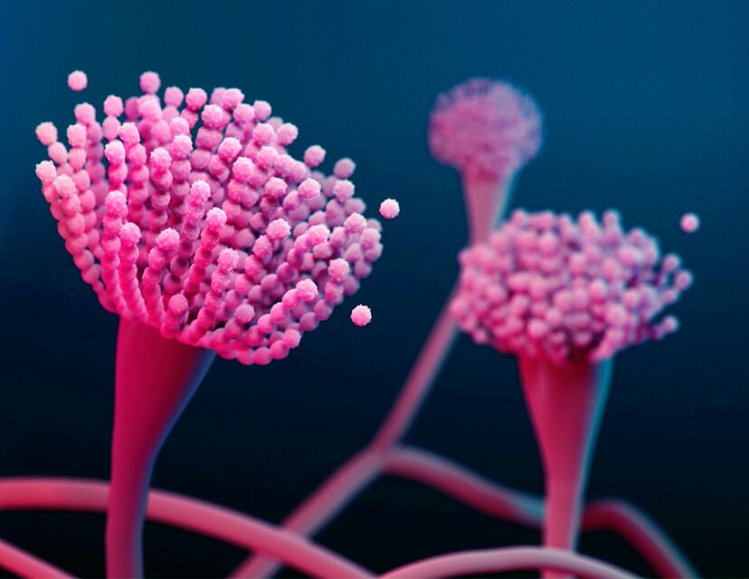 What diseases are caused by fungi? | Health | EL PAÍS English