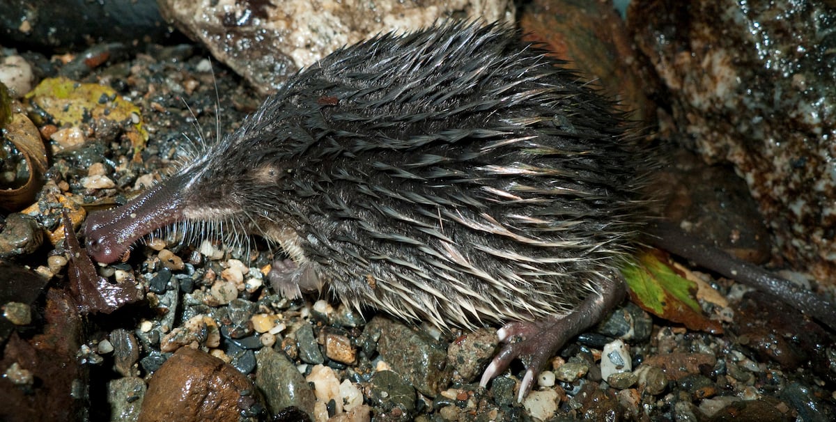 A rare mammal with a trunk-like snout and webbed feet: The Iberian ...