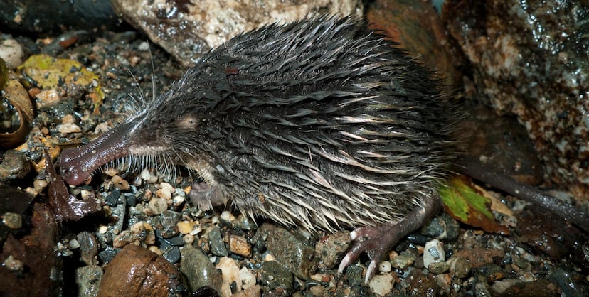 A rare mammal with a trunk-like snout and webbed feet: The Iberian ...