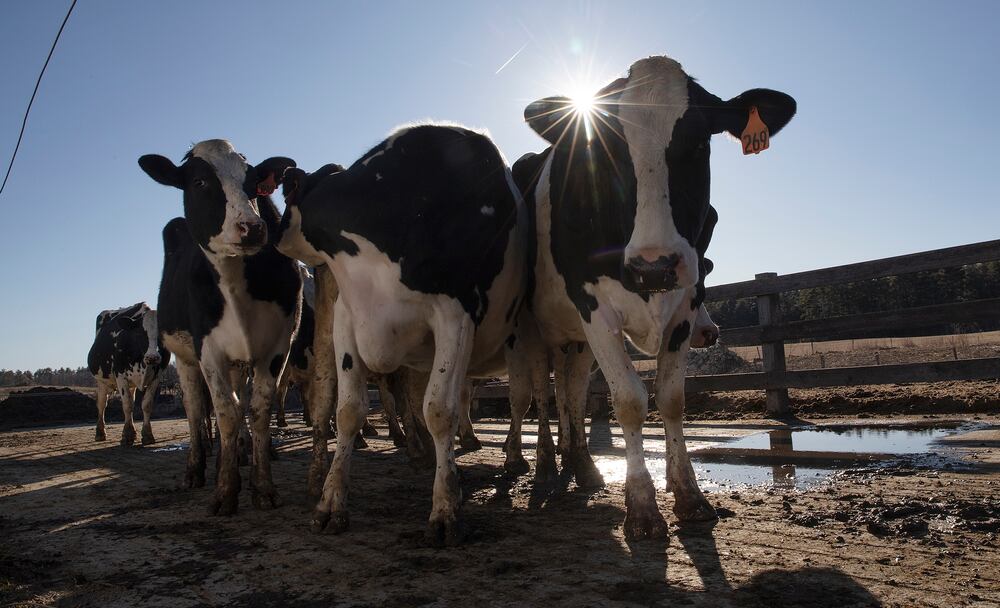 Study confirms deadly bird flu is being transmitted between cows ...