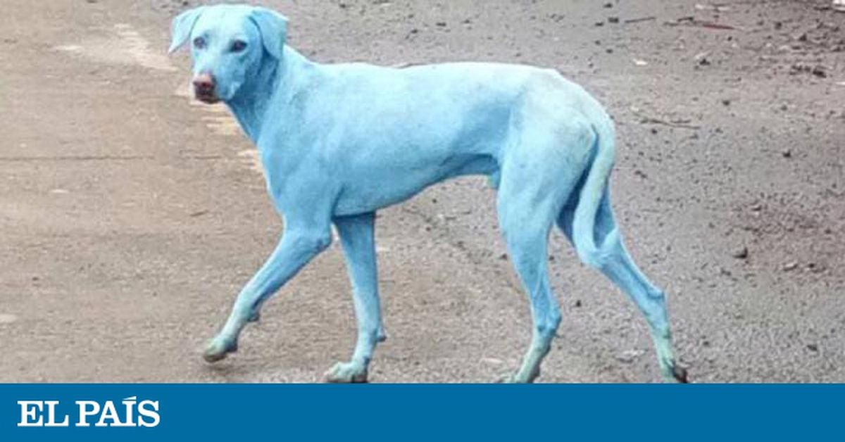 Varios perros de Bombay se vuelven azules por el agua de un río ...