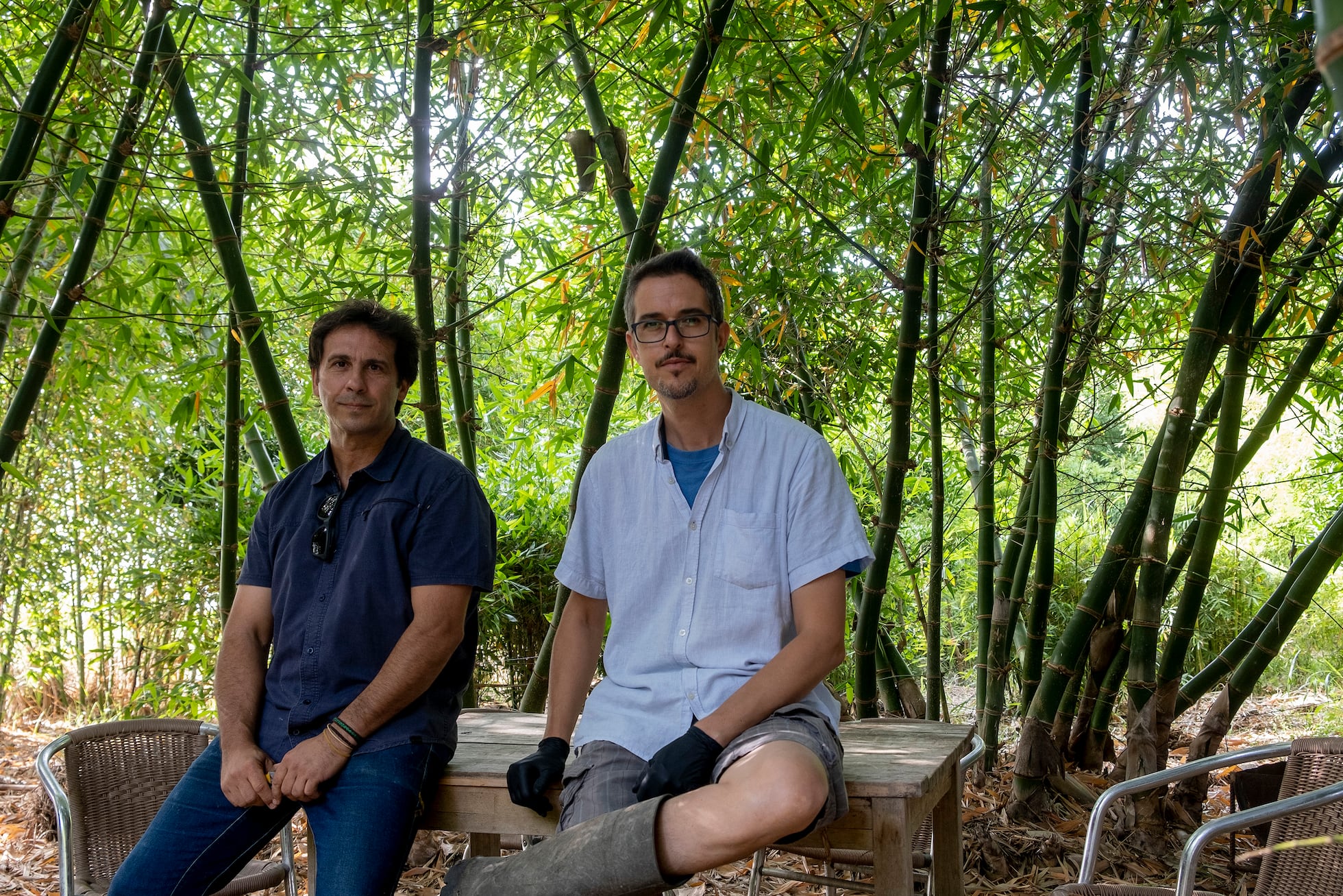 Bambú, la hierba mágica de más rápido crecimiento del mundo y que sirve ...