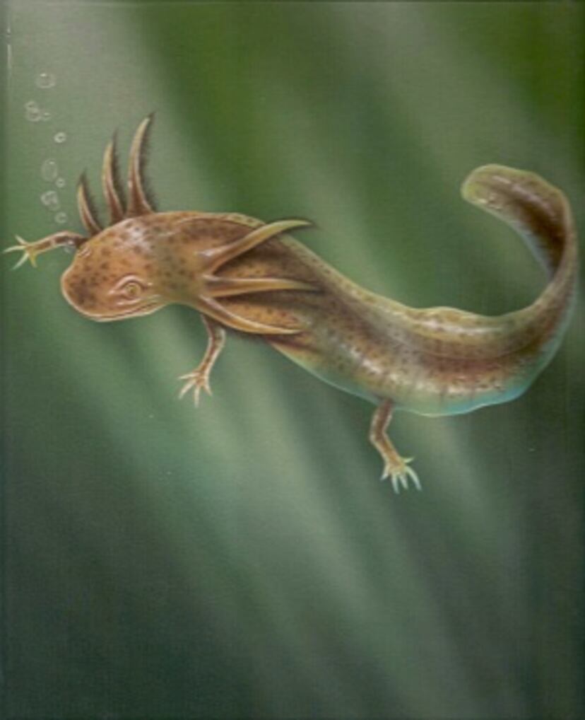 El ‘monstruo acuático’ mexicano, condenado a desaparecer | Sociedad ...