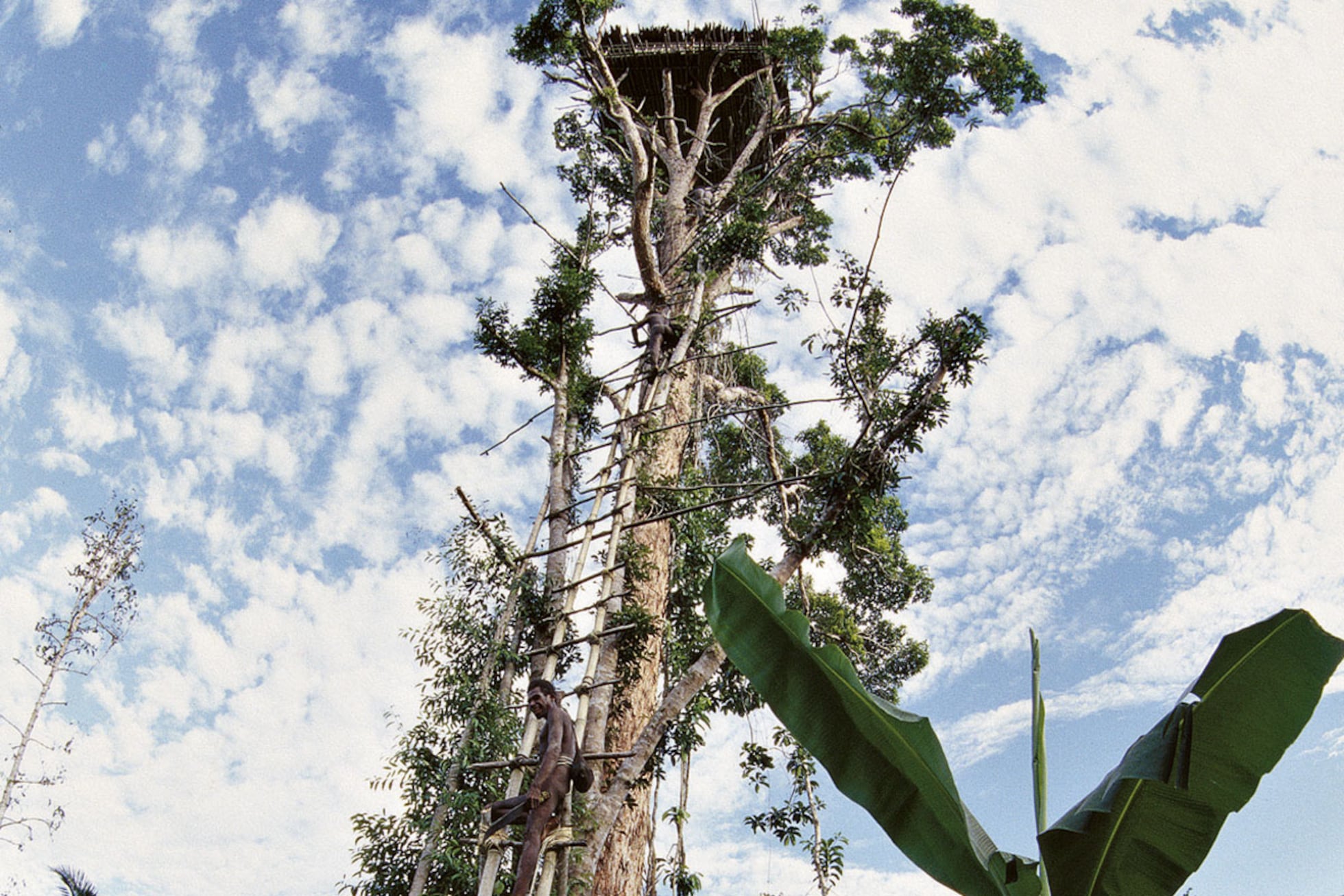 Las casitas del árbol más espectaculares del mundo | Fotos | Placeres ...