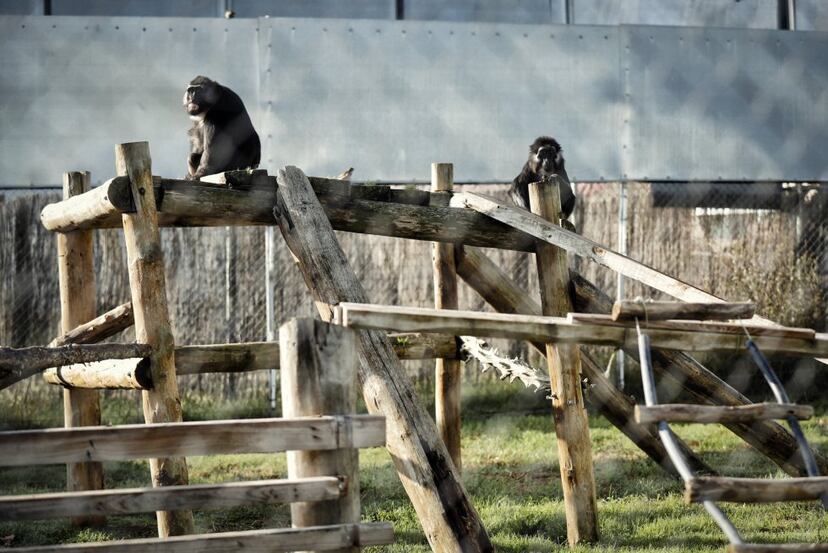 La segunda vida de los primates rescatados | Fotos | Fotos | EL PAÍS