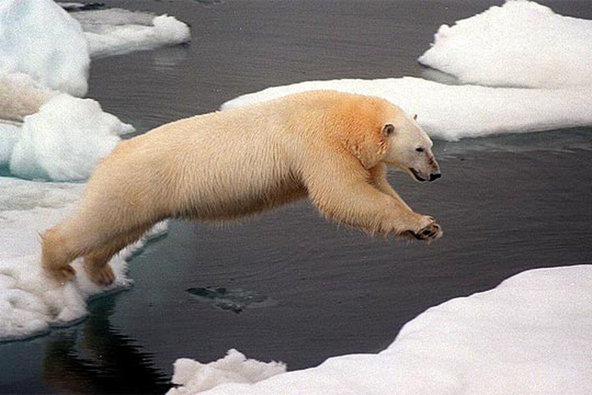 Oso polar en el mar de Chukchi | Sociedad | EL PAÍS