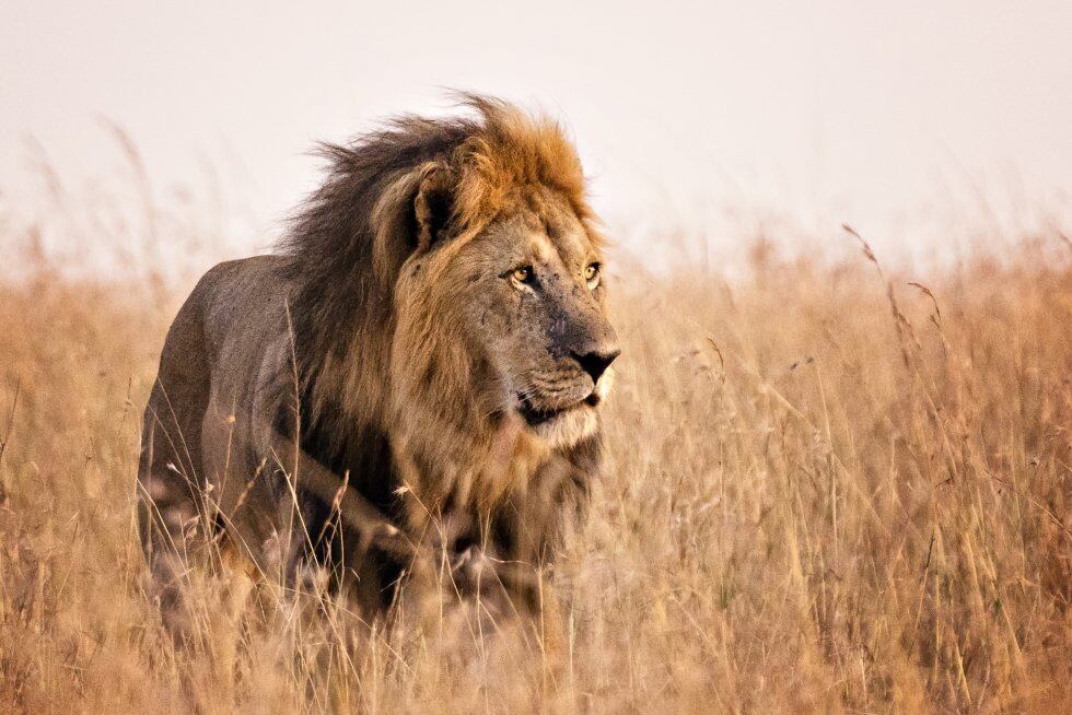 Oso, león, lobo o delfín: ¿Qué animal es cuando duerme? | Fotos | Salud ...