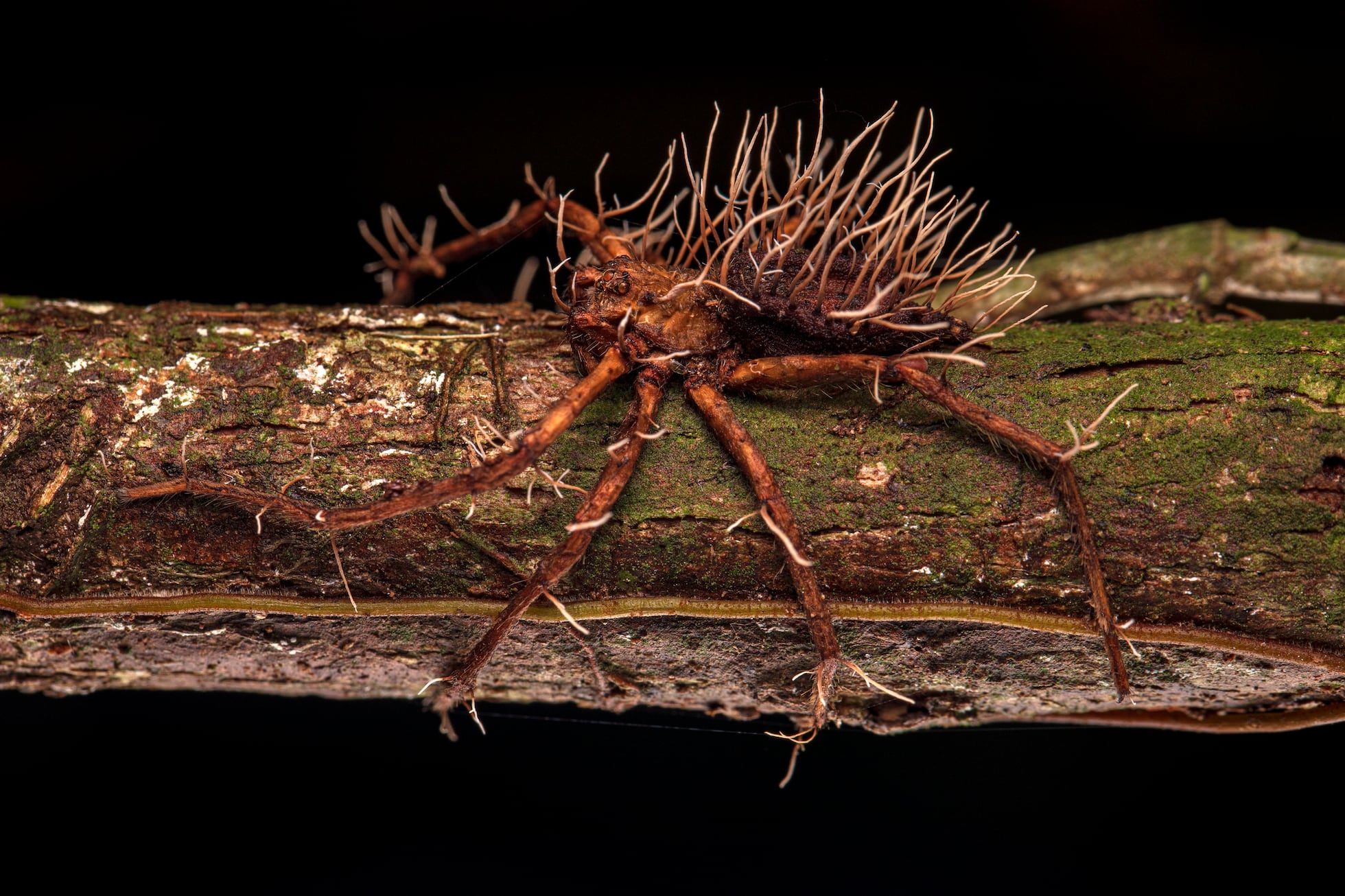 Insectos zombis, la necropsia de una ballena y un embrión de dinosaurio ...