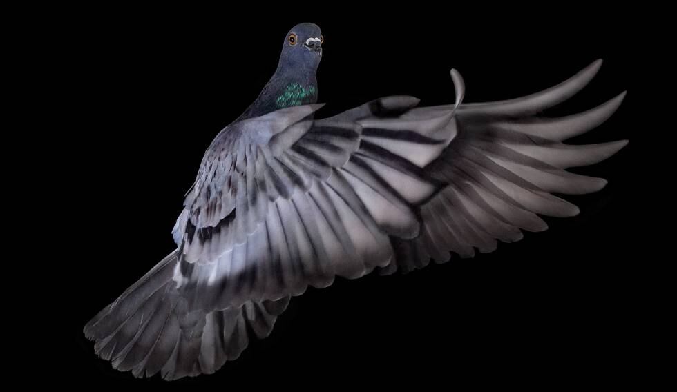 Desfile de palomas en Nueva York | EL PAÍS Semanal | EL PAÍS