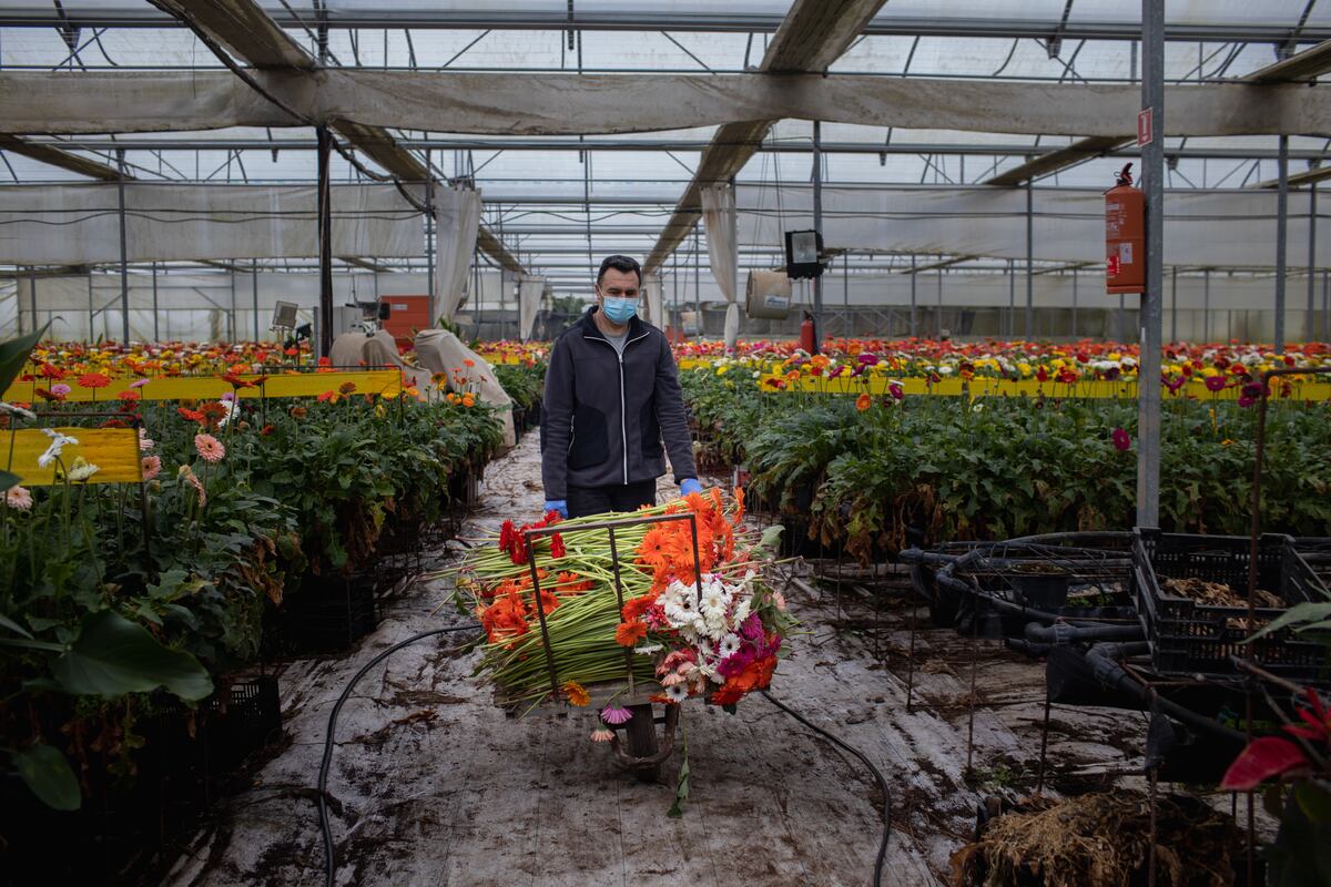Las miles de flores que cercenó el virus | Economía | EL PAÍS
