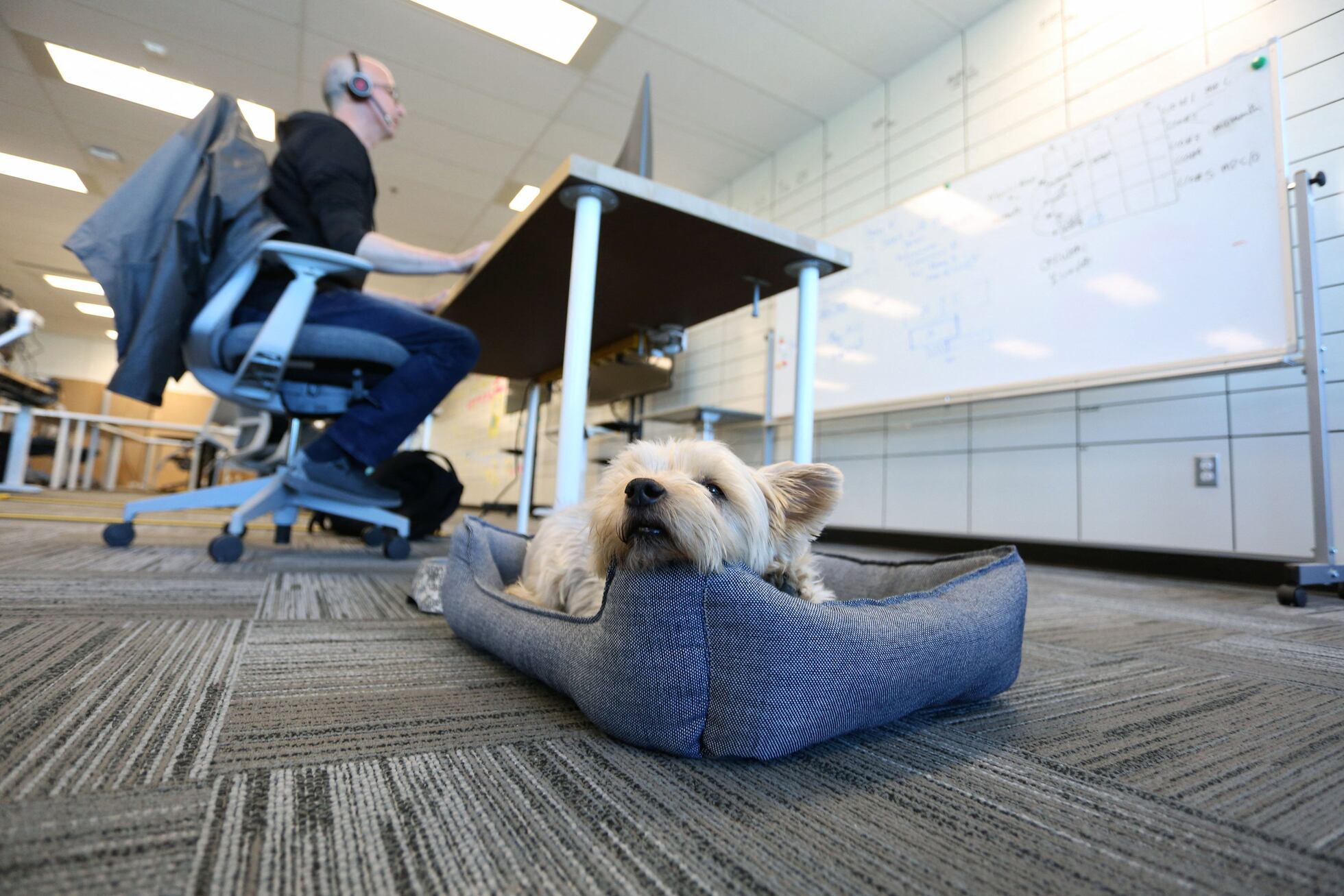 Los perros toman las oficinas canadienses, en imágenes | Fotos ...