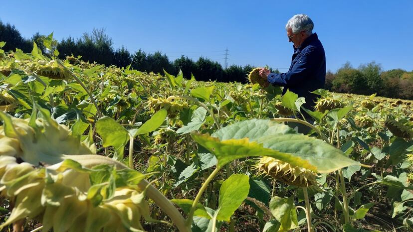 Cultivos Oleaginosos En El PaÍs